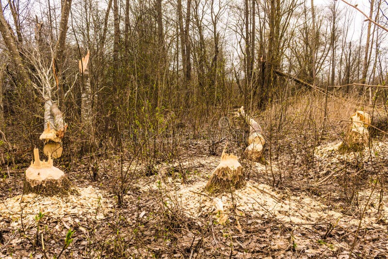 Trees Damaged and Uprooted after a Violent Storm. Trees Have Fallen in ...