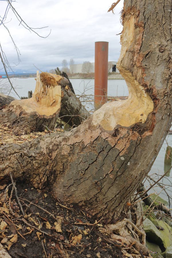 Trees Damaged by Beavers stock image. Image of bark, river - 89351013
