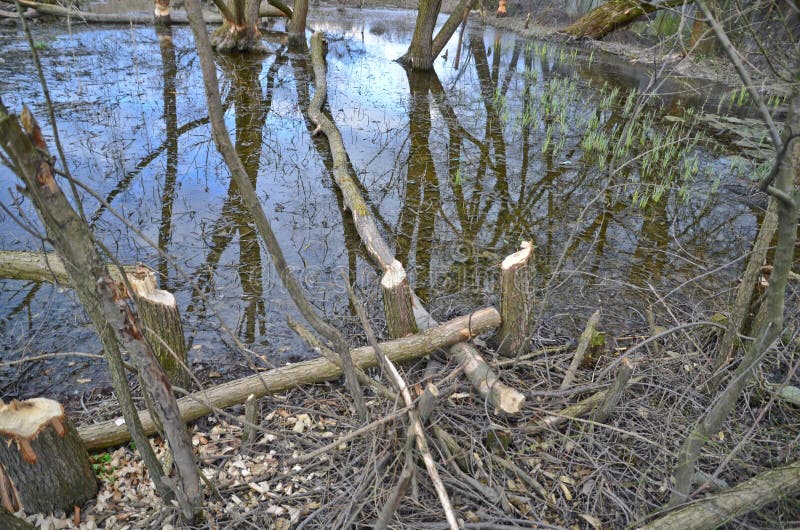 Trees Damaged and Uprooted after a Violent Storm. Trees Have Fallen in ...