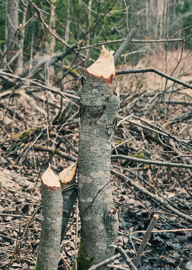 Trees Damaged and Uprooted after a Violent Storm. Trees Have Fallen in ...