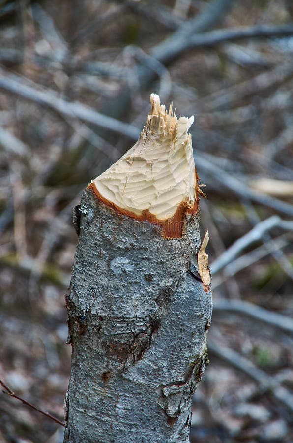 Trees Damaged and Uprooted after a Violent Storm. Trees Have Fallen in ...
