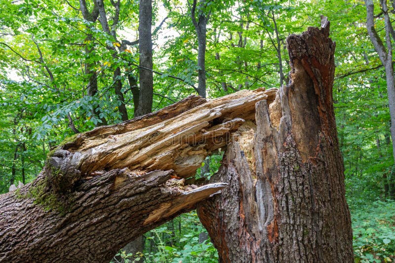 Trees Damaged and Died from Trunk Disease, Rotting in the Forest. Stock ...