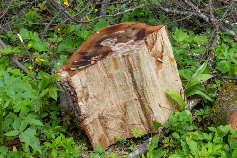Trees Damaged and Died from Trunk Disease, Rotting in the Forest. Stock ...