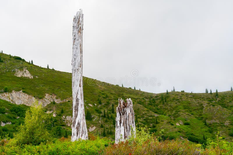 Trees Damaged by Volcano at Mount Saint Helens Stock Photo - Image of ...
