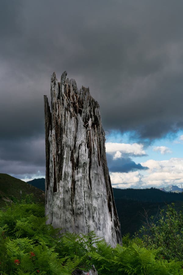 Trees Damaged by Volcano at Mount Saint Helens Stock Photo - Image of ...