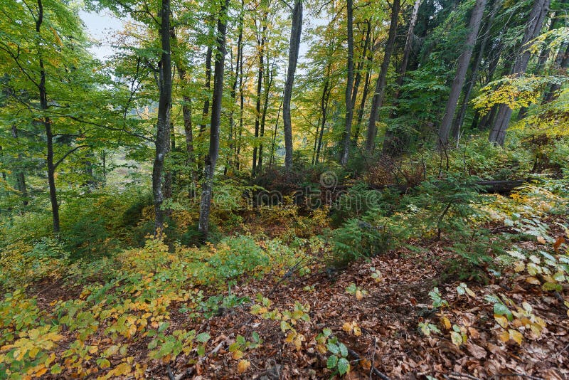 Wet damp forest in autumn stock image. Image of mist - 136104133