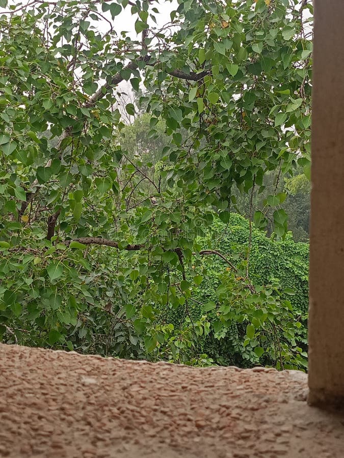 Trees are Dancing in the Crazy Weather Stock Photo - Image of forest ...