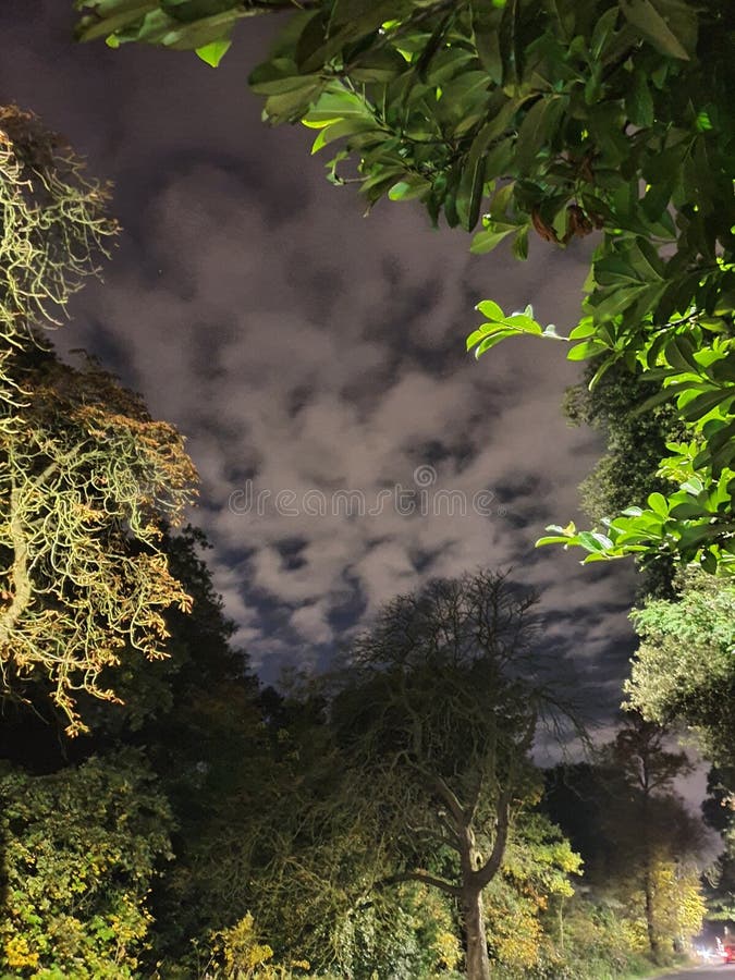 Trees in the Dark with Beautiful Sky and Night Light Stock Photo ...