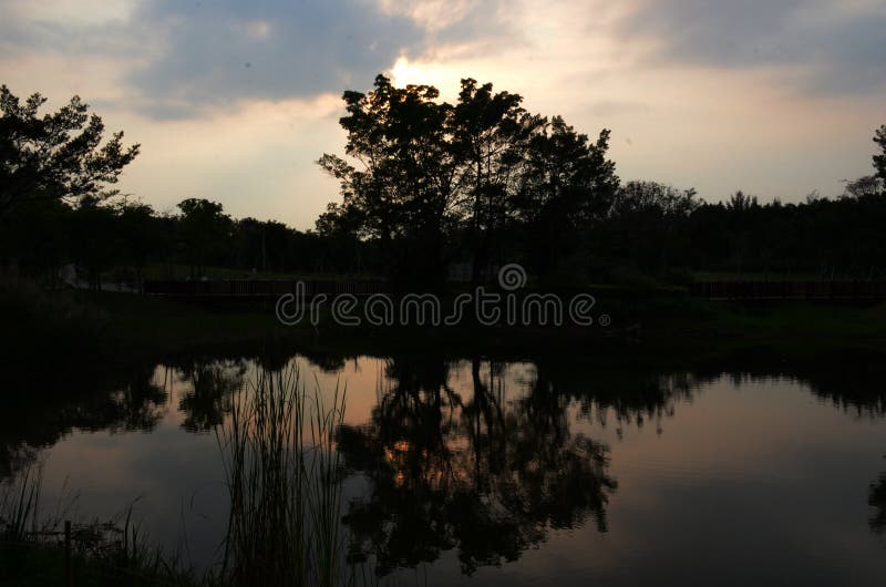 Trees in the Dark with Its Shadow in the Lake Stock Photo - Image of ...