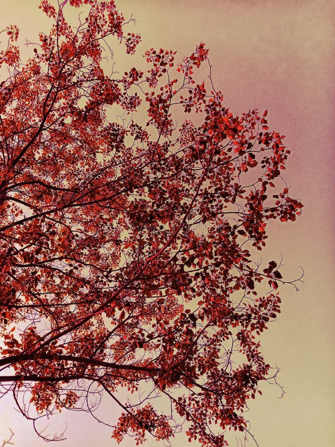 Trees of dark red leaves. stock image. Image of wallpaper - 180247433