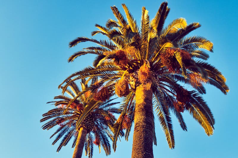 Trees of Dates with Full Bunches of Dates in KSA Stock Photo - Image of ...
