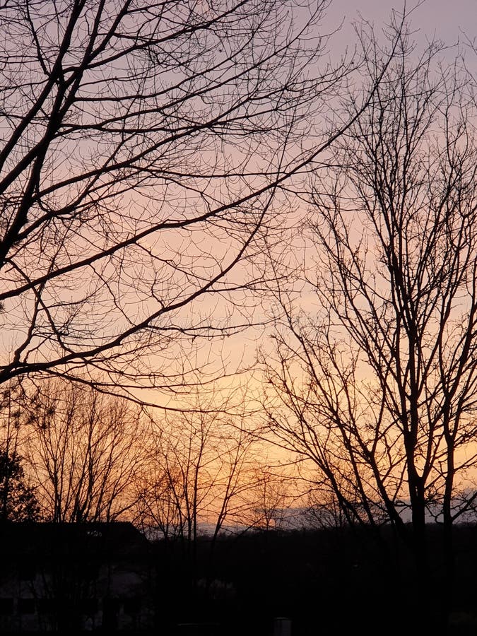 Trees and Dawn stock image. Image of branches, trees - 176608069