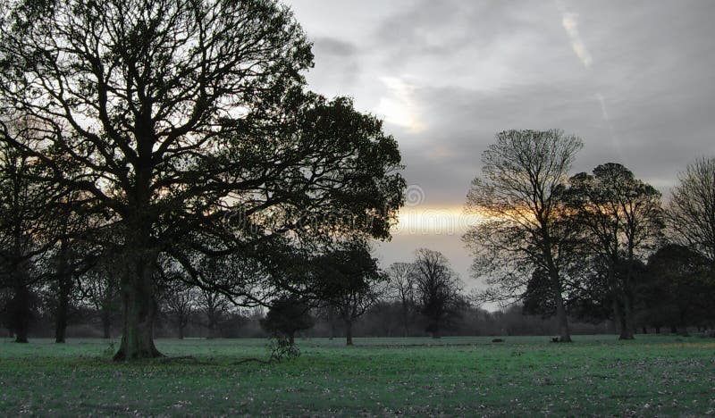 Trees at Dawn stock photo. Image of cloud, sunrise, leaves - 376048