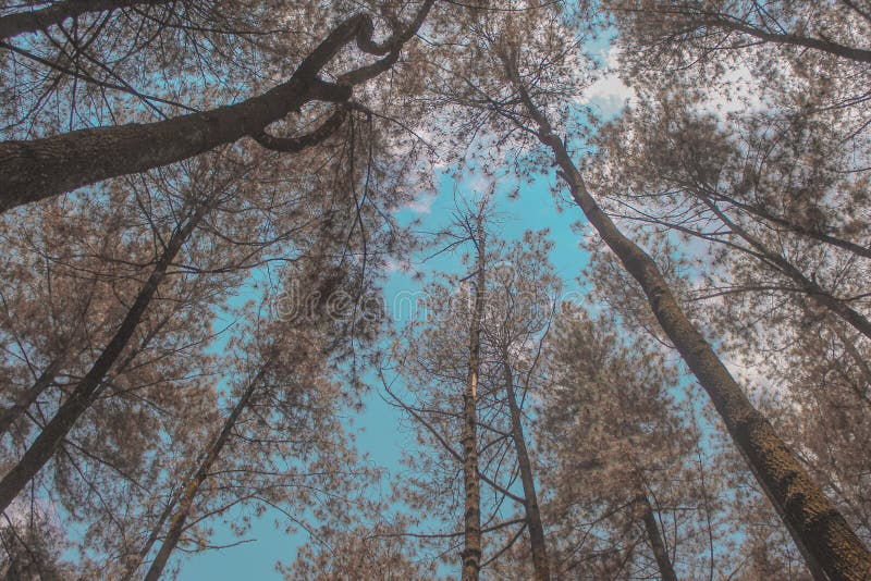 Trees during the day stock image. Image of daylight - 202177477