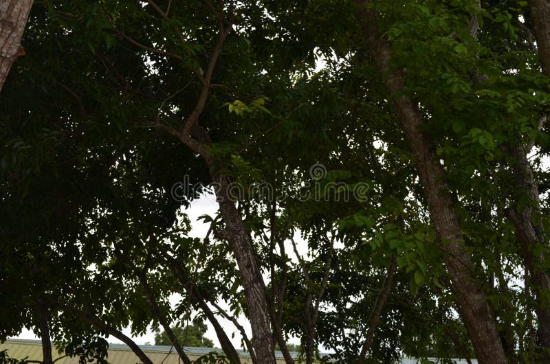 Trees at daylight stock image. Image of plants, rain - 153781283