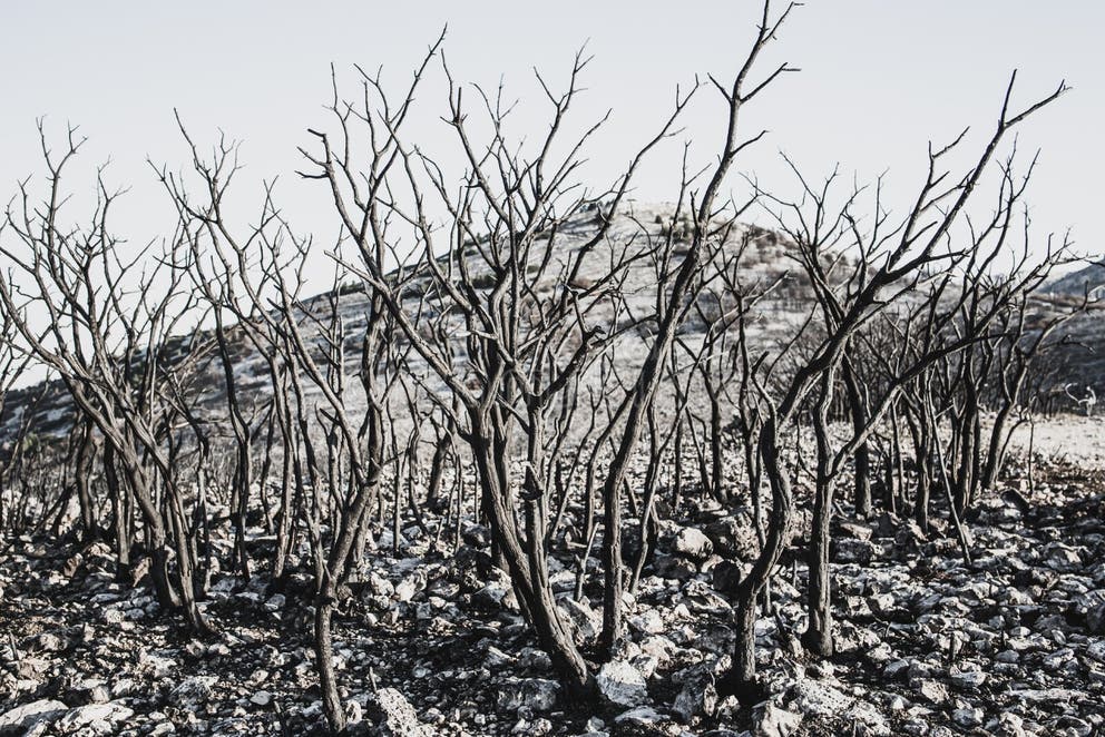Trees Dead backlight stock image. Image of france, forest - 87496059