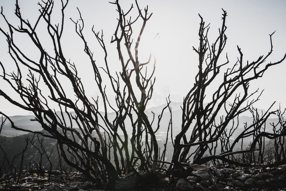 Trees Dead backlight stock photo. Image of burn, fire - 87496108