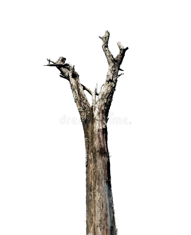 Trees, dead trees stock photo. Image of plant, natural - 83314336
