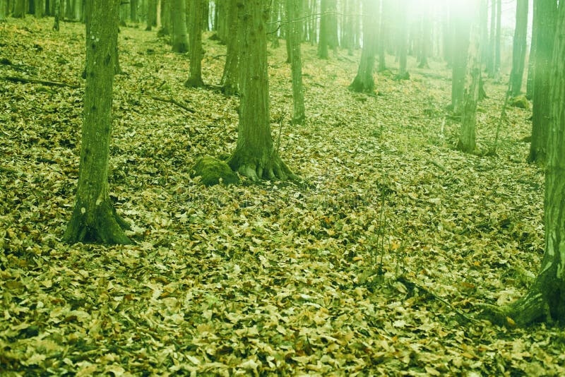 Trees in Deciduous Forest during Spring Season.High Quality Photo ...