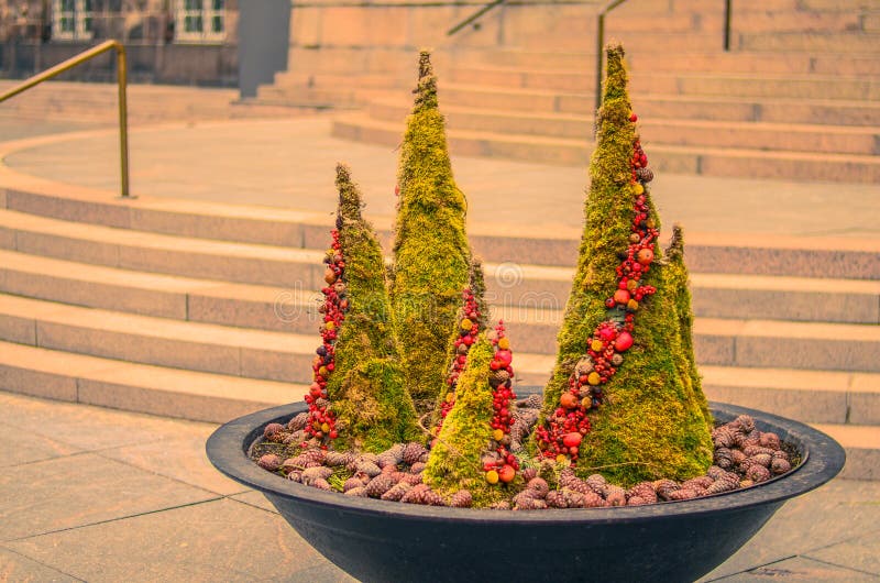Decorative Spruce Trees with Cones in the Bowl Stock Photo - Image of ...