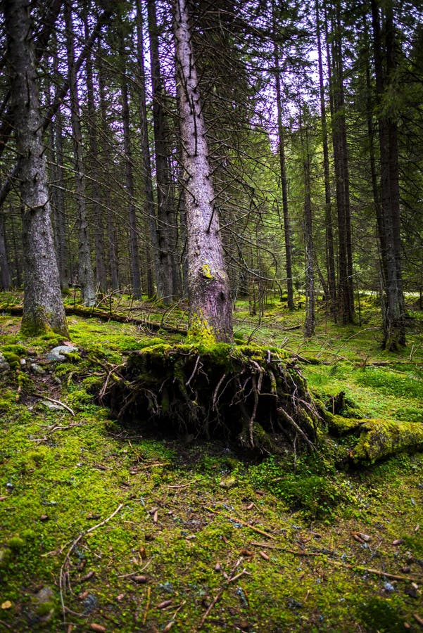 Trees in the deep forest stock image. Image of fairy - 185388279
