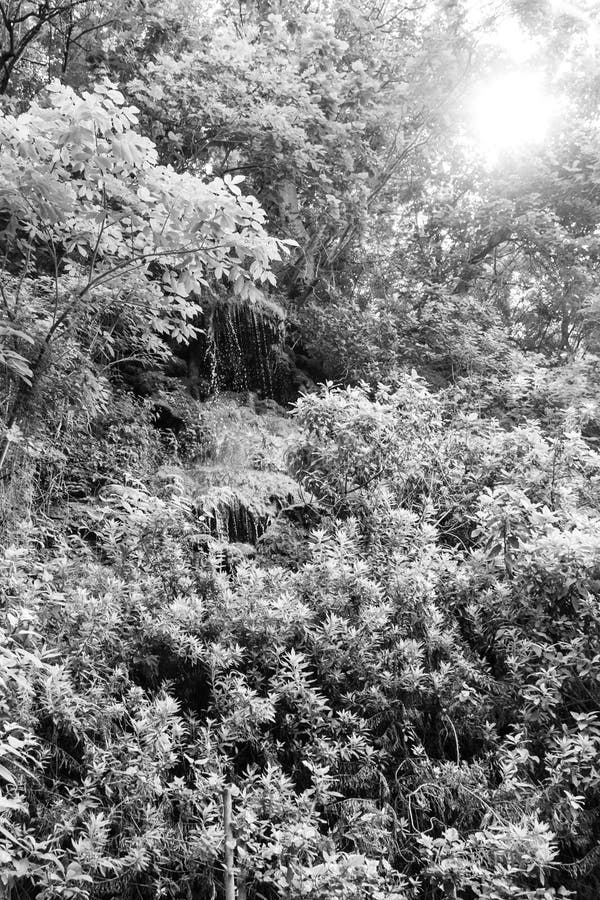 Trees in Deep Forest, Small Waterfall Illuminated by the Sun Black and ...