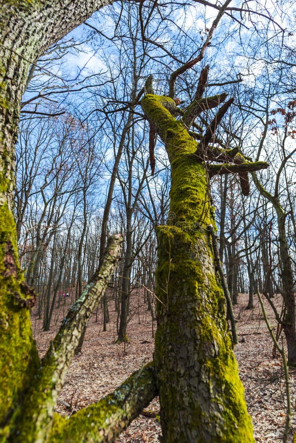 Trees in the deep forest stock image. Image of moss - 203529785