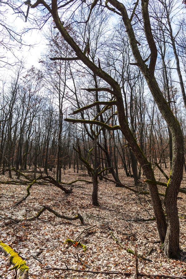 Trees in the deep forest stock photo. Image of environment - 203529814