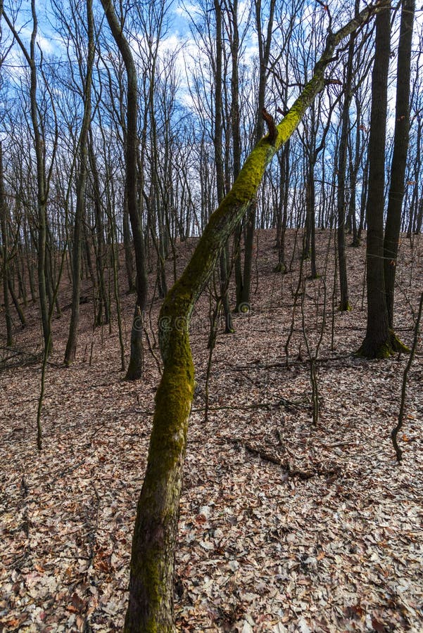 Trees in the deep forest stock image. Image of crown - 203529923