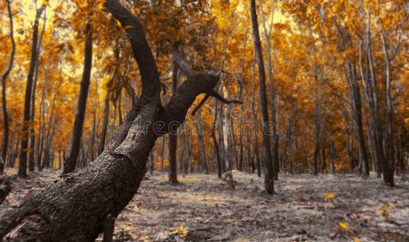 The Trees in the Deep Forest Stock Image - Image of cola, color: 128035231