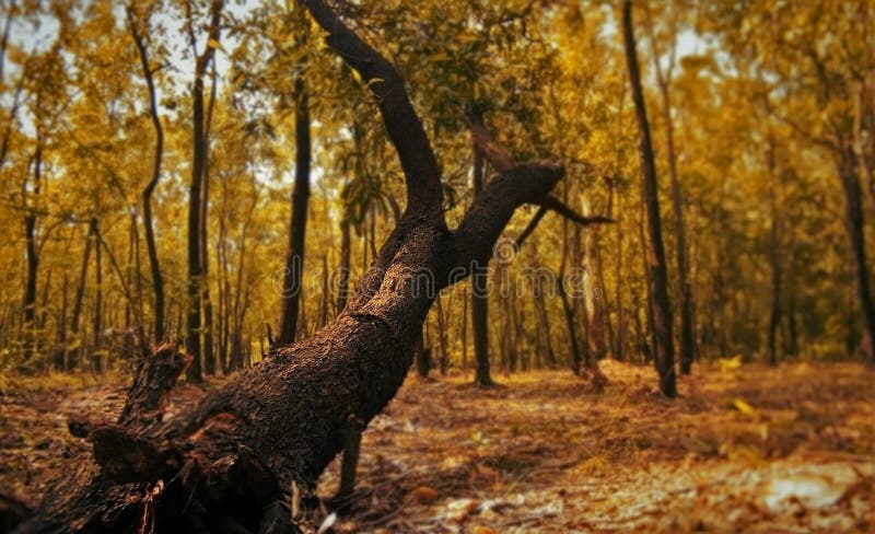 The Trees in the Deep Forest Stock Image - Image of click, font: 128035239