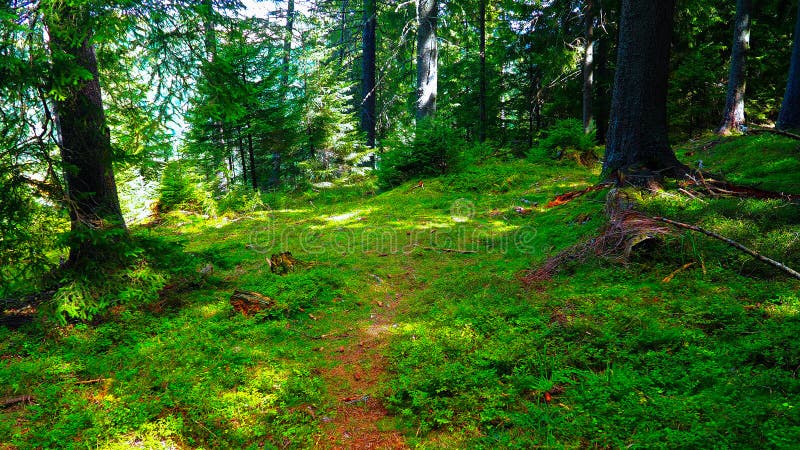Trees From Deep Green Woodland Forest Stock Image Image Of Generic Plants 255954729