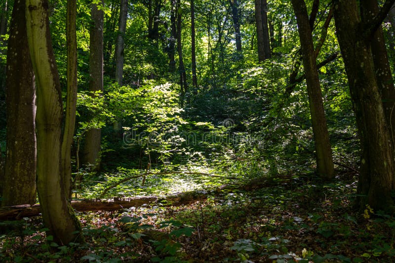 Trees in a Densely Wooded Forest on a Clear Day Stock Photo - Image of ...