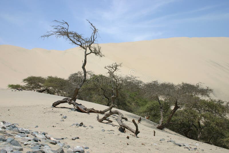 Trees in the desert stock image. Image of survive, tree - 9178059
