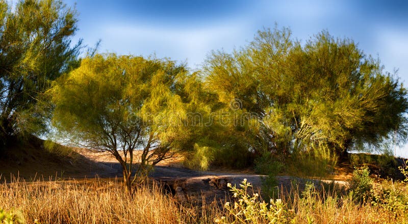 Trees in a Desert Landscape Stock Image - Image of grass, clouds: 97484035