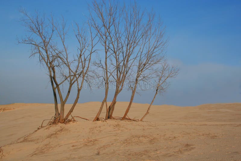 Trees in Desolate Sand Dune Stock Image - Image of desert, nopeople ...