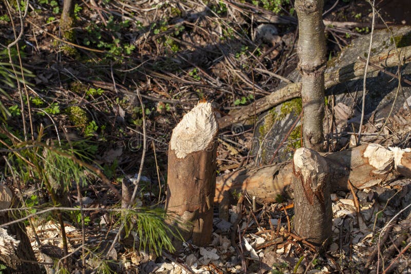 Trees Destroyed and Damaged by Beavers during the Construction of the ...