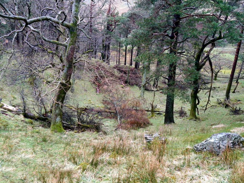 Trees Devoid of Leaves at the End of Winter Stock Photo - Image of ...