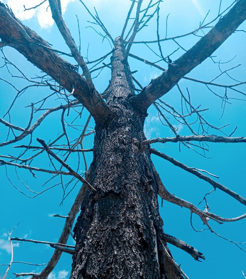 Trees Die in the Dry Season Stock Photo - Image of spring, trees: 277912902