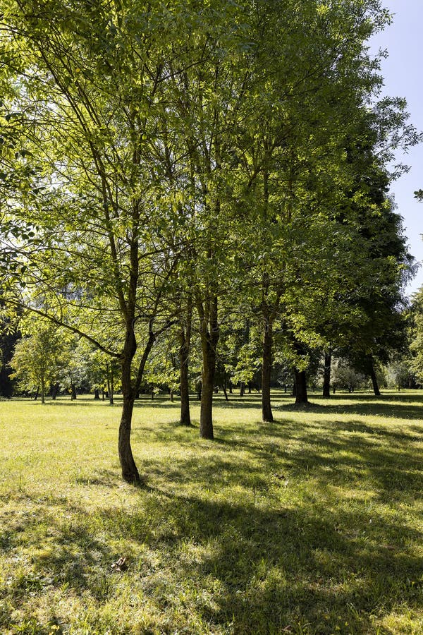 Different Deciduous Trees in a Mixed Park in Summer Stock Image - Image ...