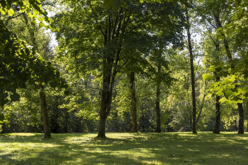 Different Deciduous Trees in a Mixed Park in Summer Stock Image - Image ...