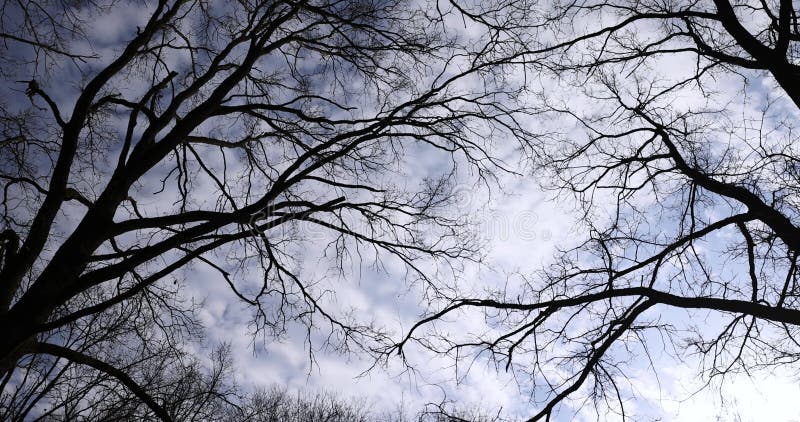 Trees of Different Varieties in the Spring Season , Bare Deciduous ...