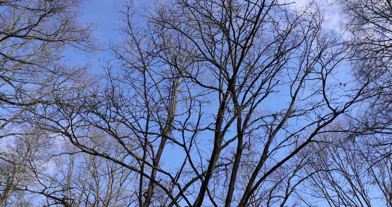 Trees of Different Varieties in the Spring Season , Bare Deciduous Trees Stock Video - Video of ...