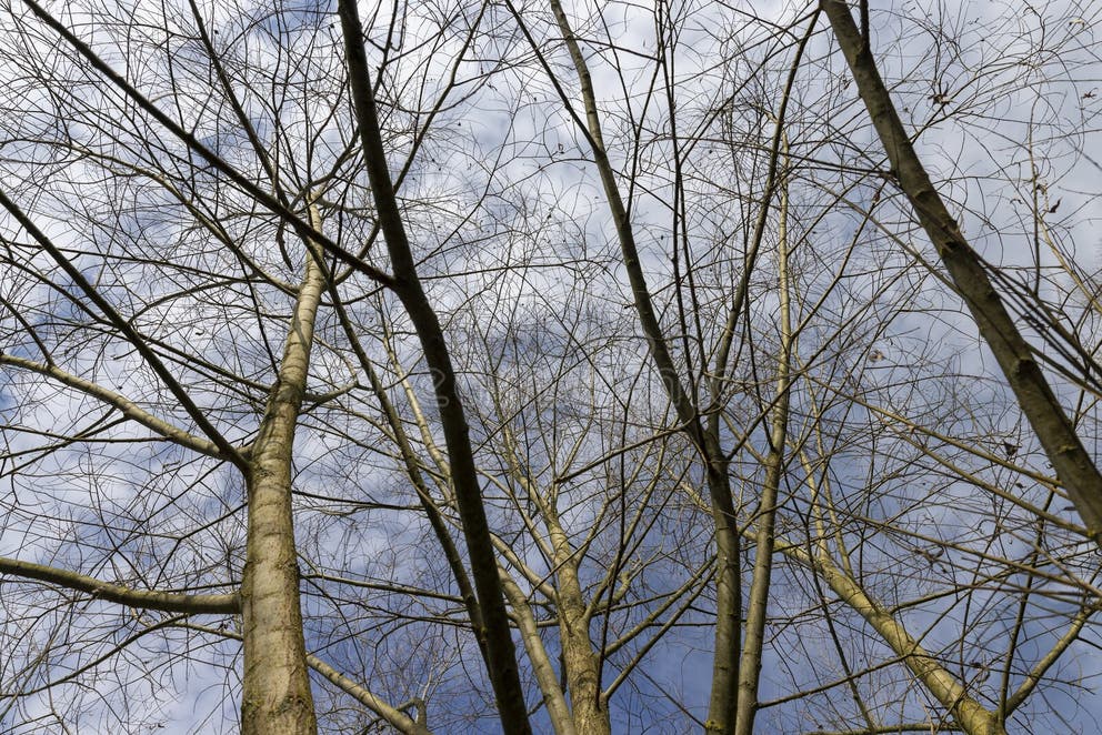 Trees of Different Varieties in the Spring Season Stock Photo - Image ...