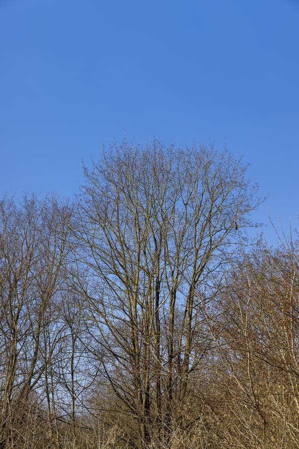 Trees of Different Varieties in the Spring Season Stock Photo - Image ...
