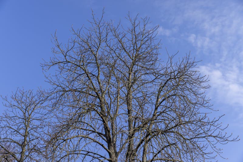 Trees of Different Varieties in the Spring Season Stock Photo - Image ...