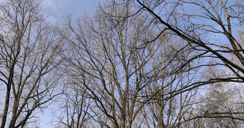 Trees of Different Varieties in the Spring Season , Bare Deciduous ...
