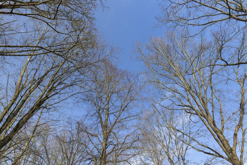 Trees of Different Varieties in the Spring Season Stock Photo - Image ...