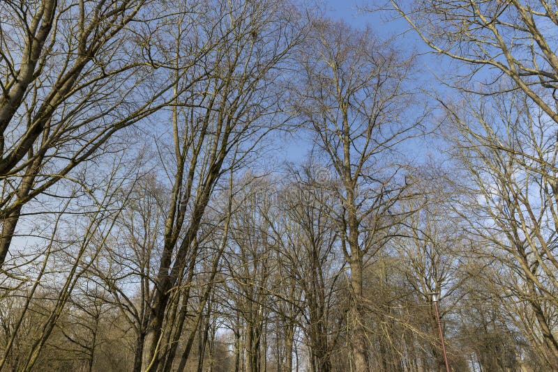 Trees of Different Varieties in the Spring Season Stock Image - Image ...