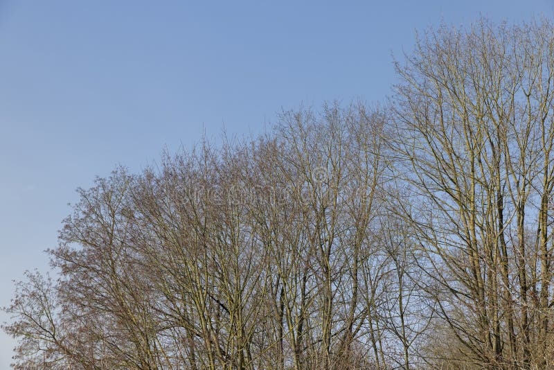 Trees of Different Varieties in the Spring Season Stock Image - Image ...